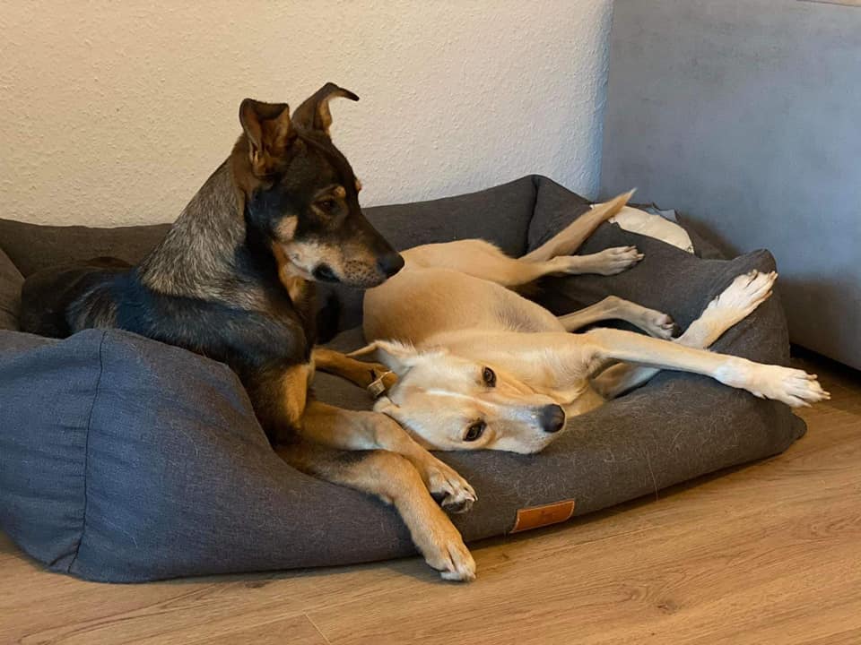 Little Matiz has grown up quite a bit 😍 - Save a Dog Romania